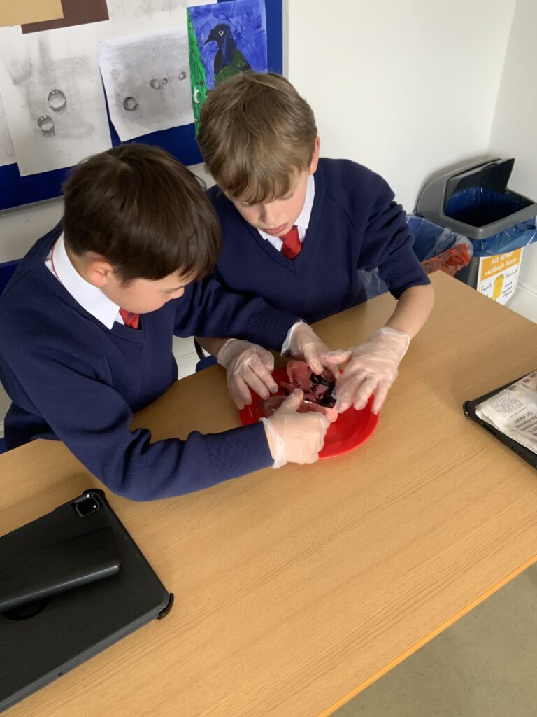 Falkner House Y6 science: the heart! - Falkner House